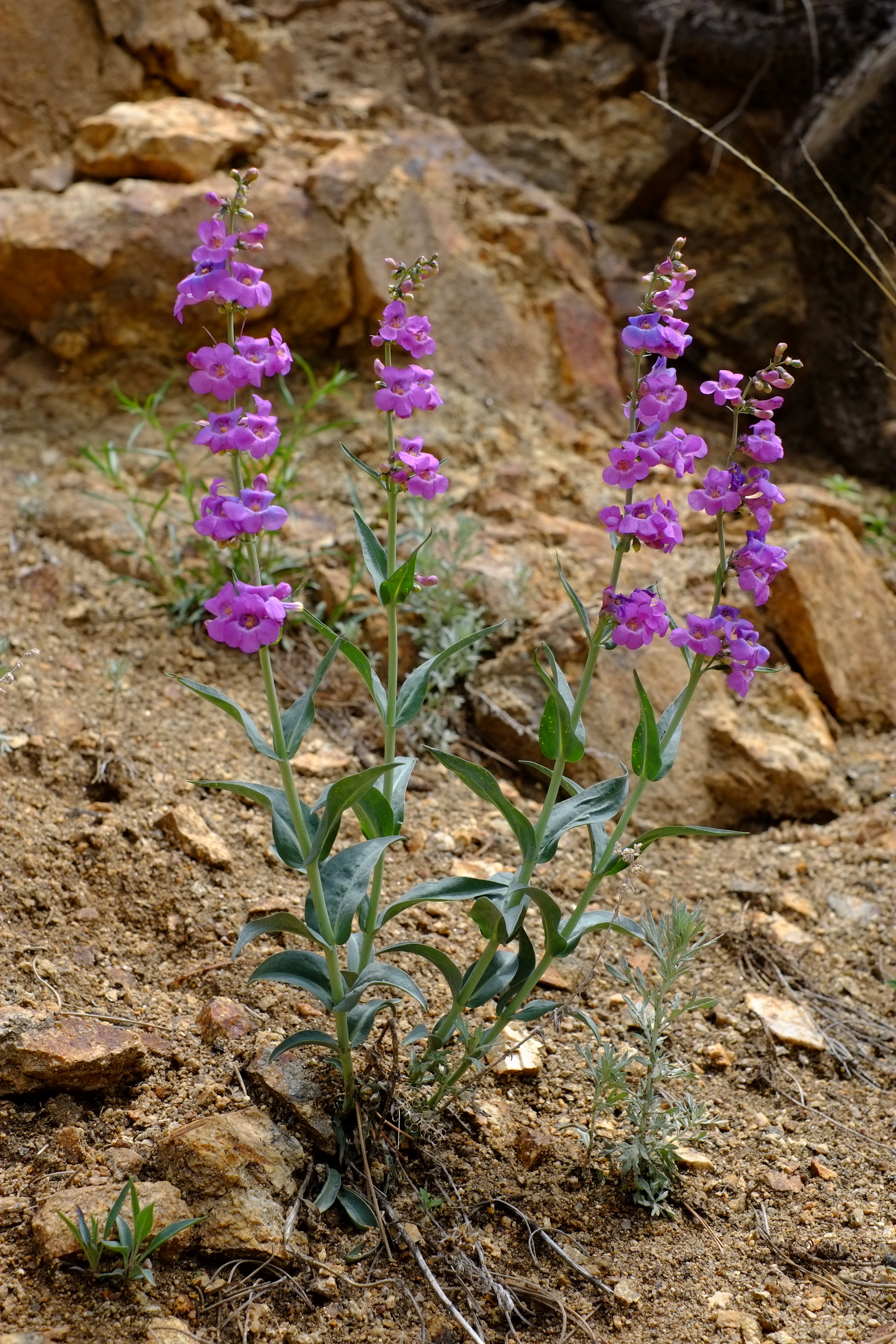 Colorado wildflowers | Daniel Burcham